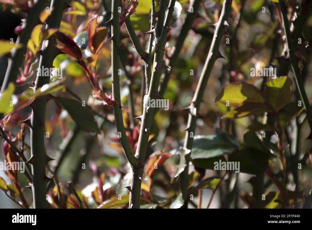 Rose branches, spring photo Stock Photo - Alamy