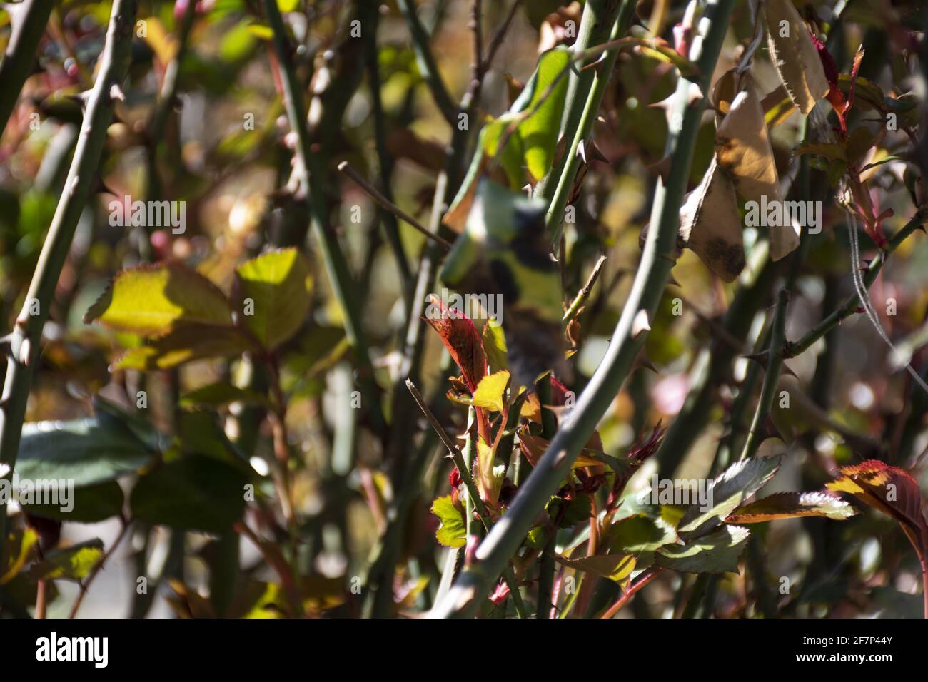 Branch of roses hi-res stock photography and images - Alamy