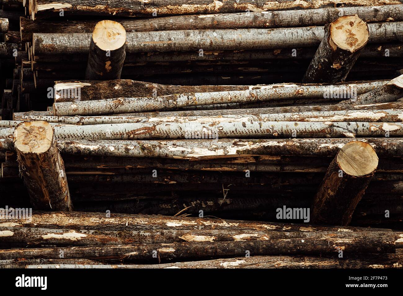 stacks of trees in the factory. a lot of sawn wood is in the warehouse ...