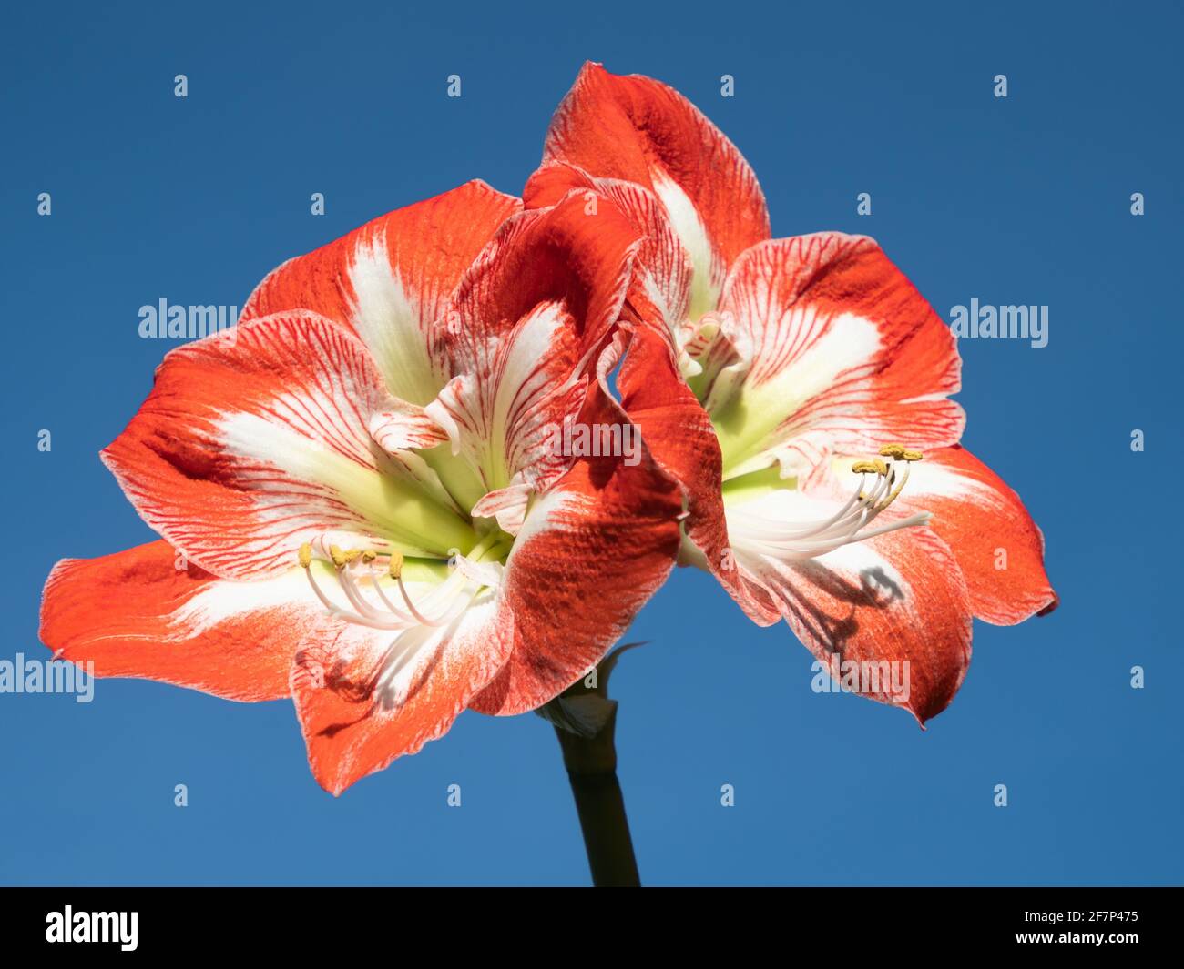 Blue amaryllis hi-res stock photography and images - Alamy