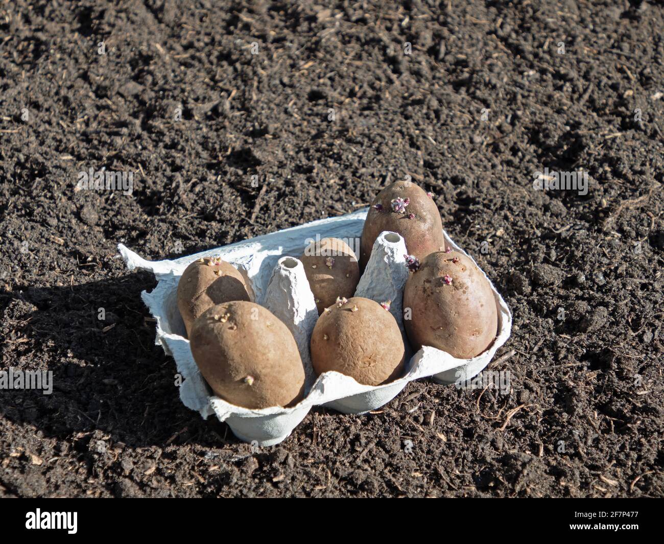 Pre-sprouting seed potatoes in the spring Stock Photo - Alamy