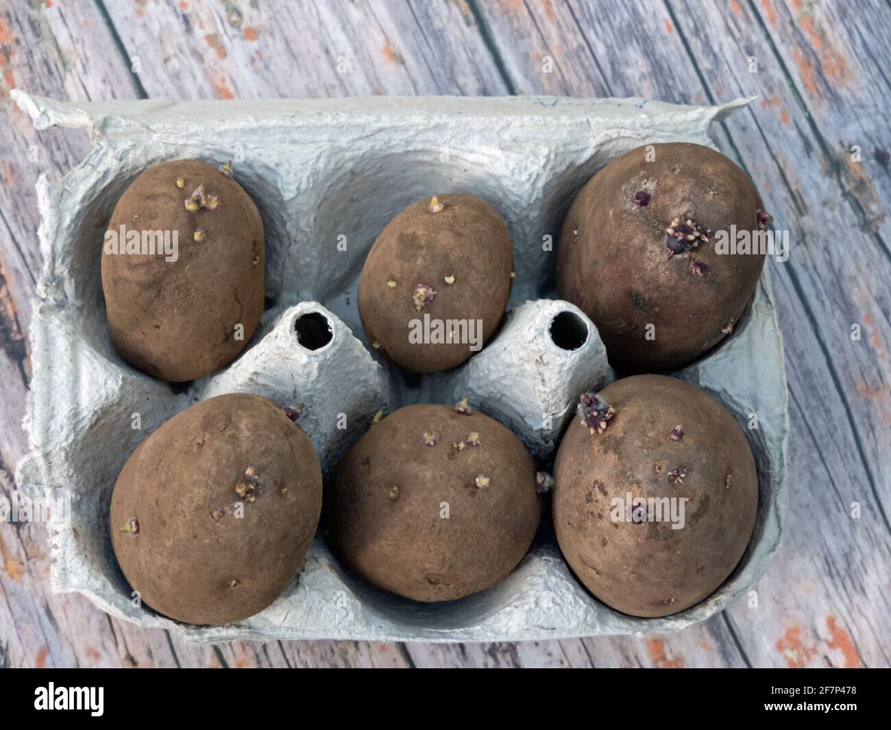 Pre sprouting your potatoes hi-res stock photography and images - Alamy