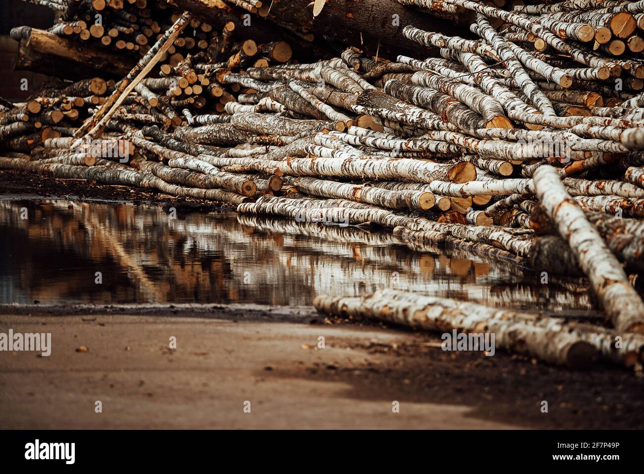 stacks of trees in the factory. a lot of sawn wood is in the warehouse ...