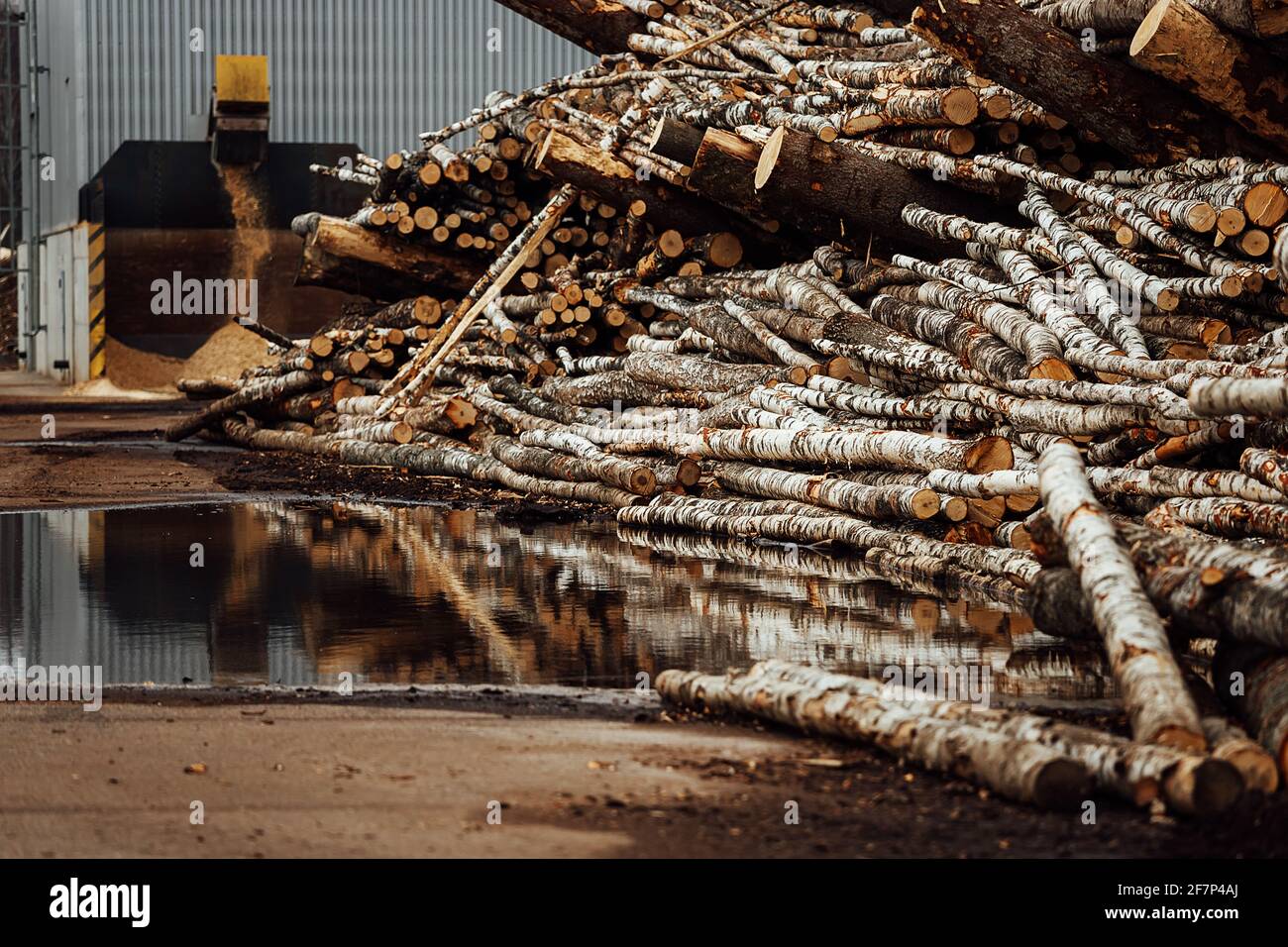 stacks of trees in the factory. a lot of sawn wood is in the warehouse ...