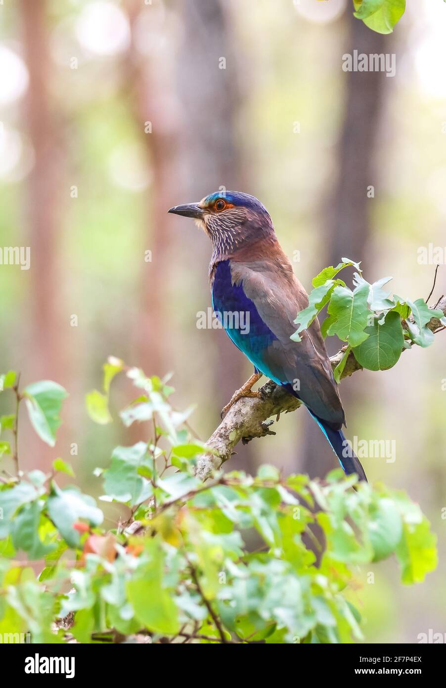 Indian roller bird Stock Photo - Alamy