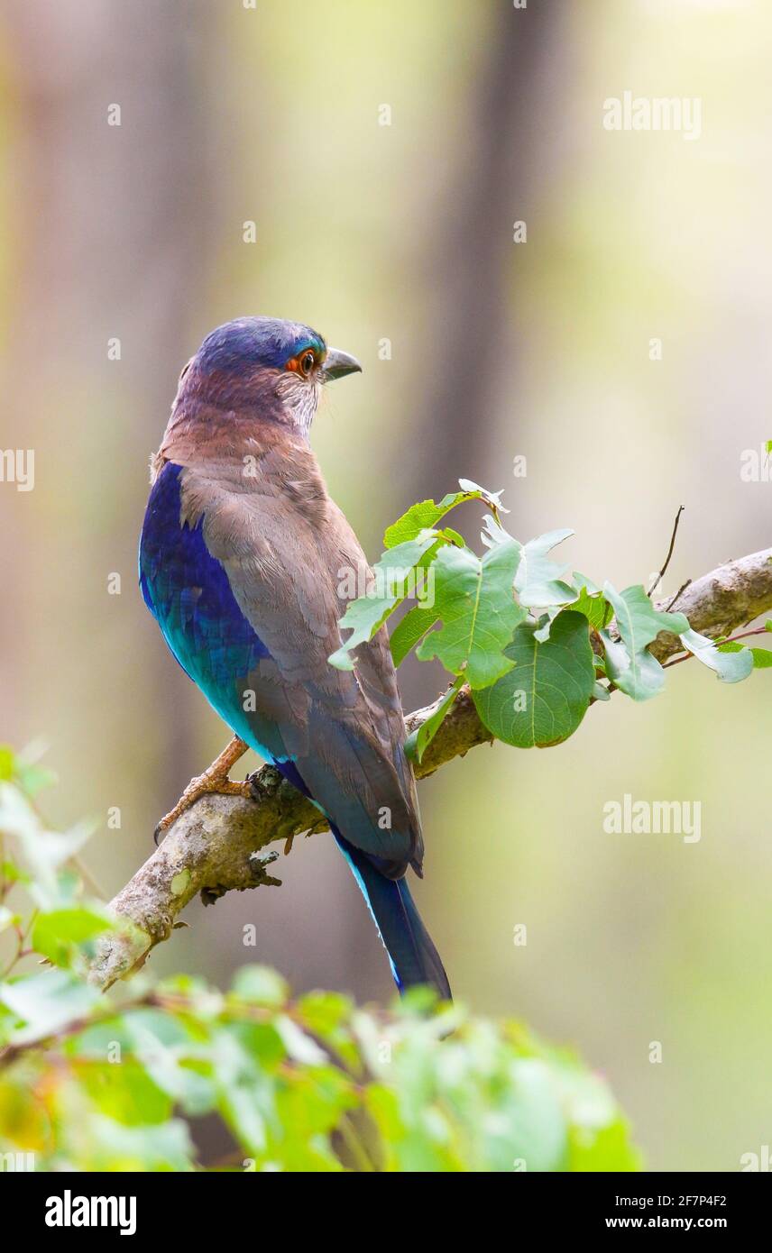 Indian roller bird Stock Photo - Alamy