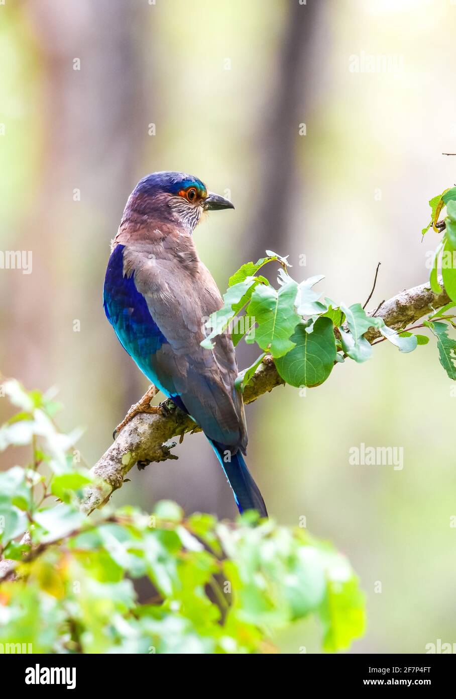 Indian roller flying hi-res stock photography and images - Alamy