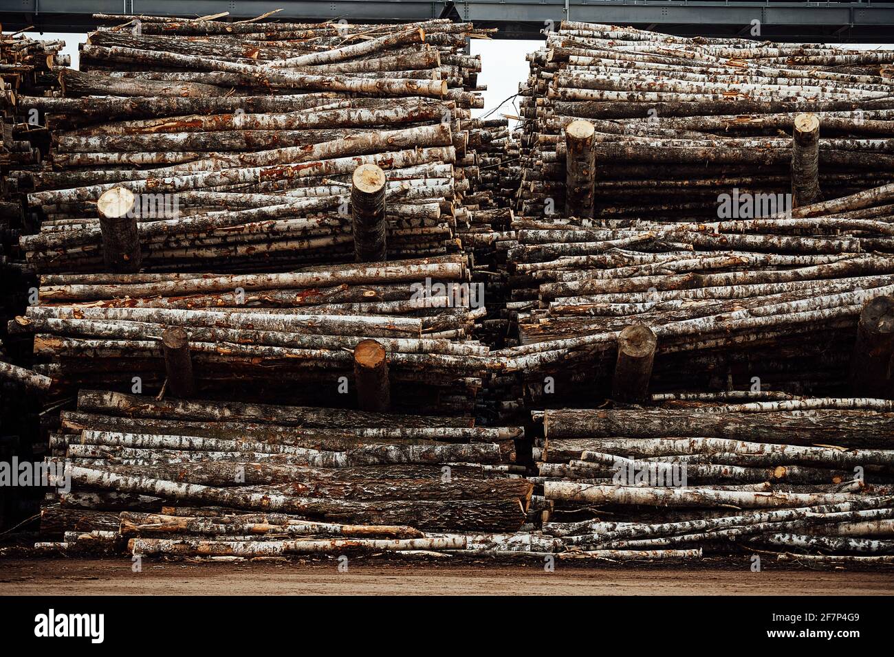 stacks of trees in the factory. a lot of sawn wood is in the warehouse ...