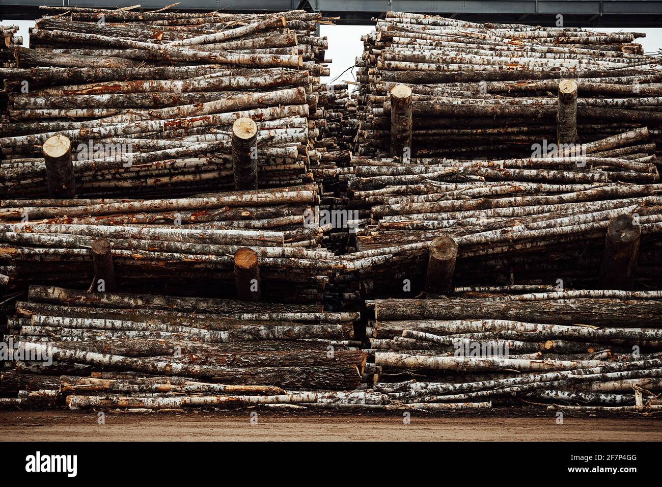 stacks of trees in the factory. a lot of sawn wood is in the warehouse ...