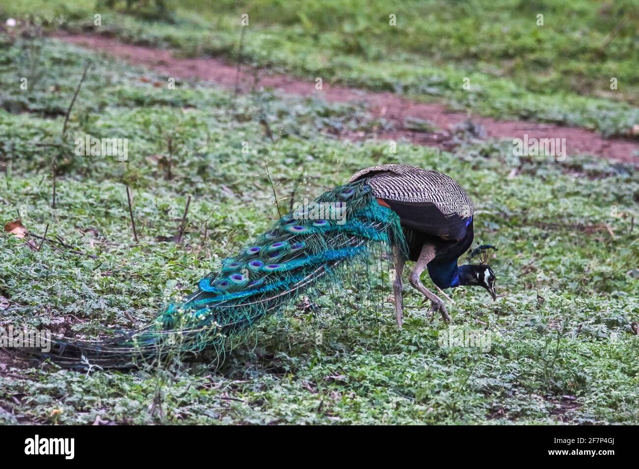 Indian peafowl, peacock Stock Photo - Alamy