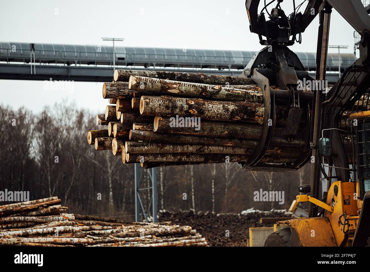front loader for loading timber. an industrial tractor transports ...