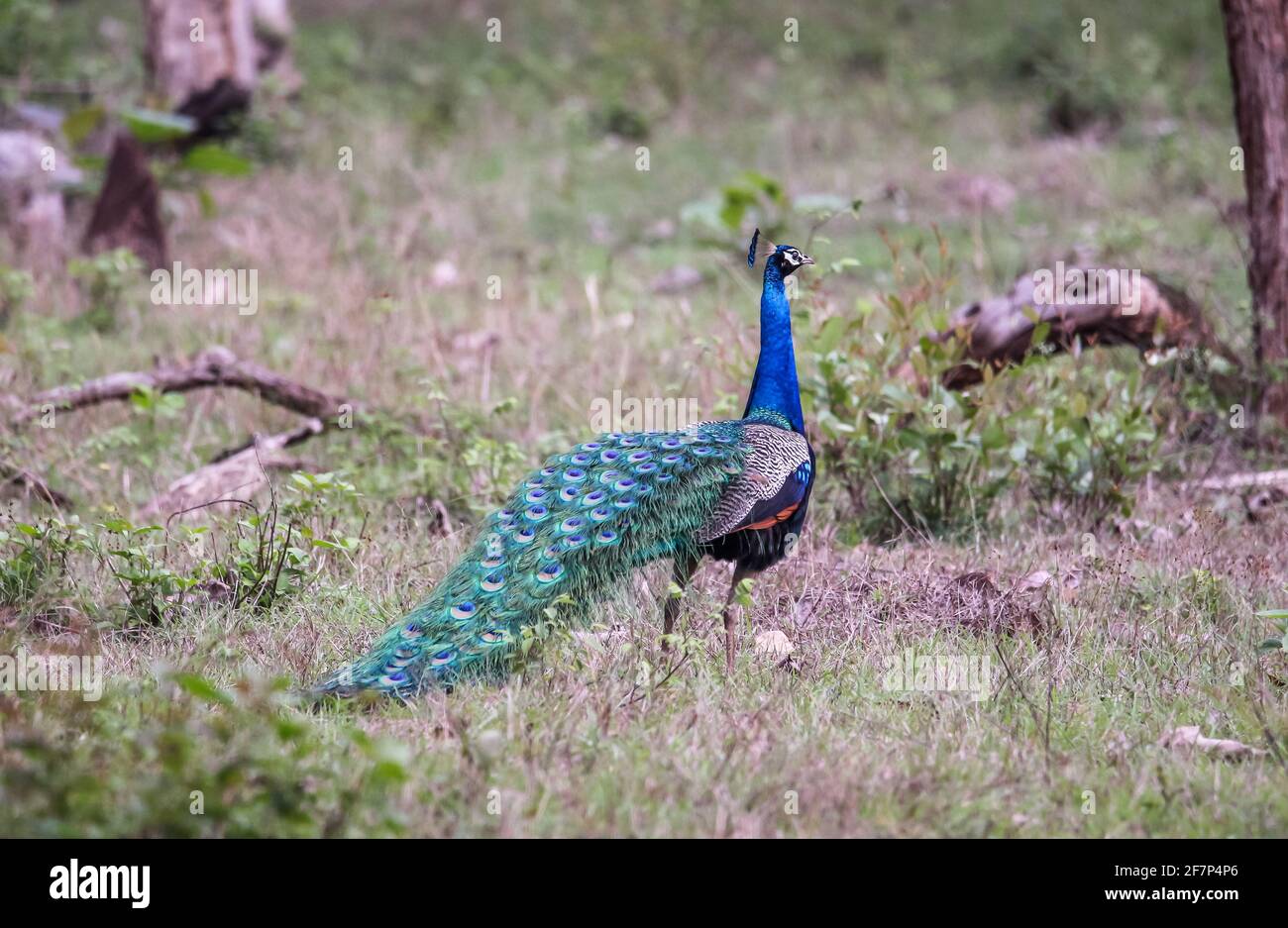 Indian peafowl, peacock Stock Photo - Alamy