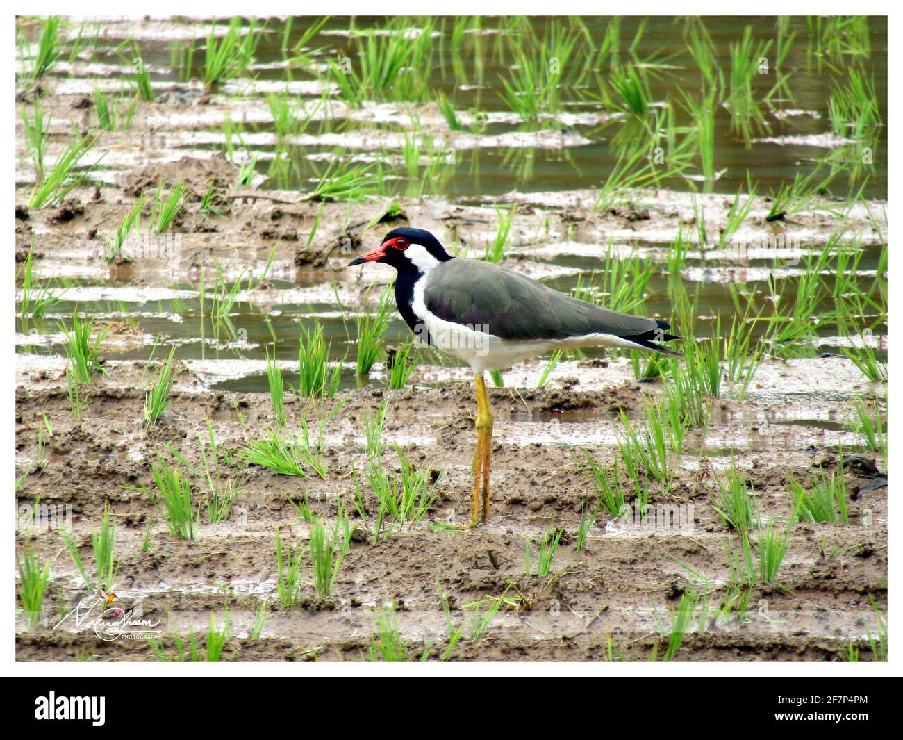 Seamless floral, birds vector Cut Out Stock Images & Pictures - Alamy