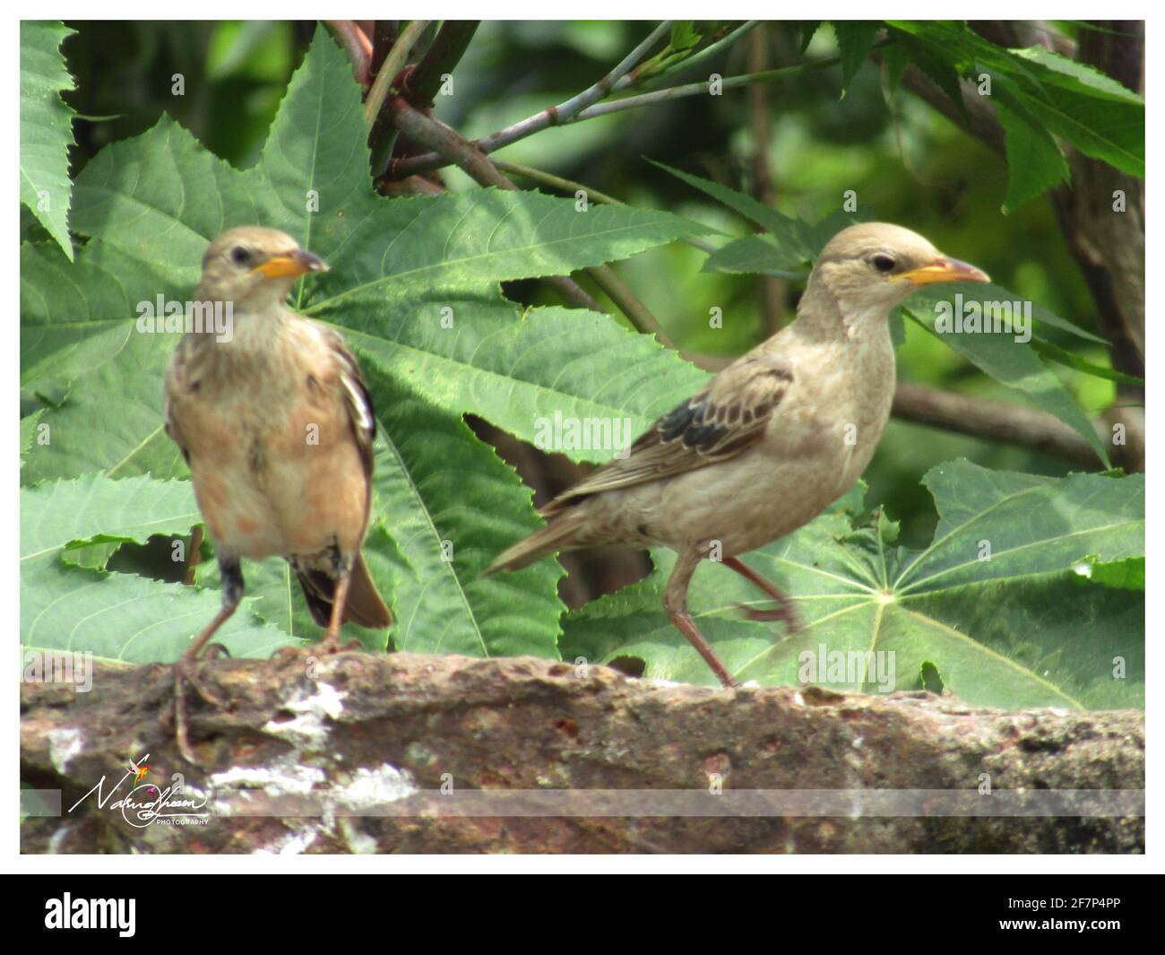 Tree green branches birds Cut Out Stock Images & Pictures - Alamy