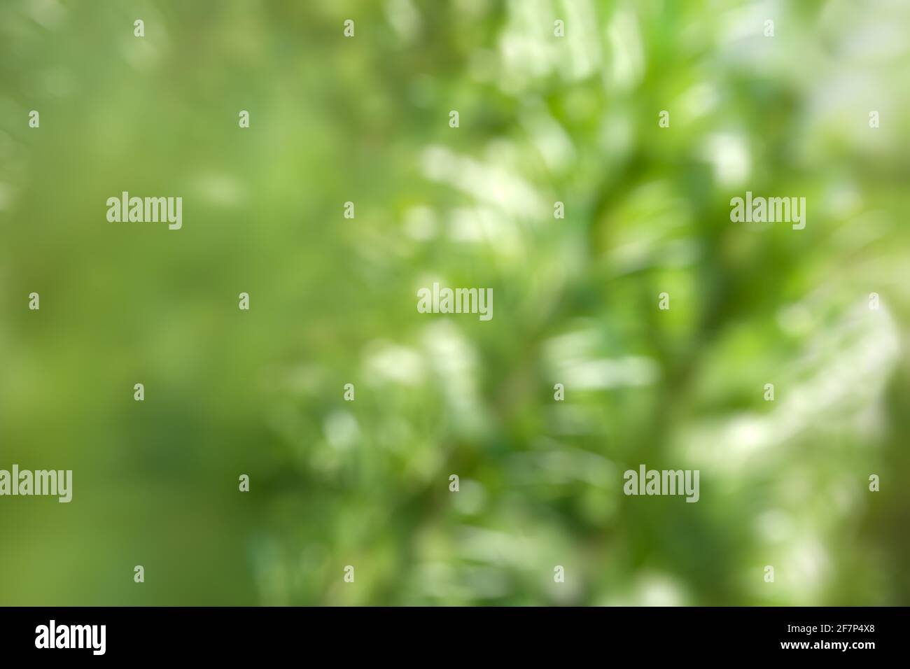Blurred green summer grass background. Natural eco-friendly design ...