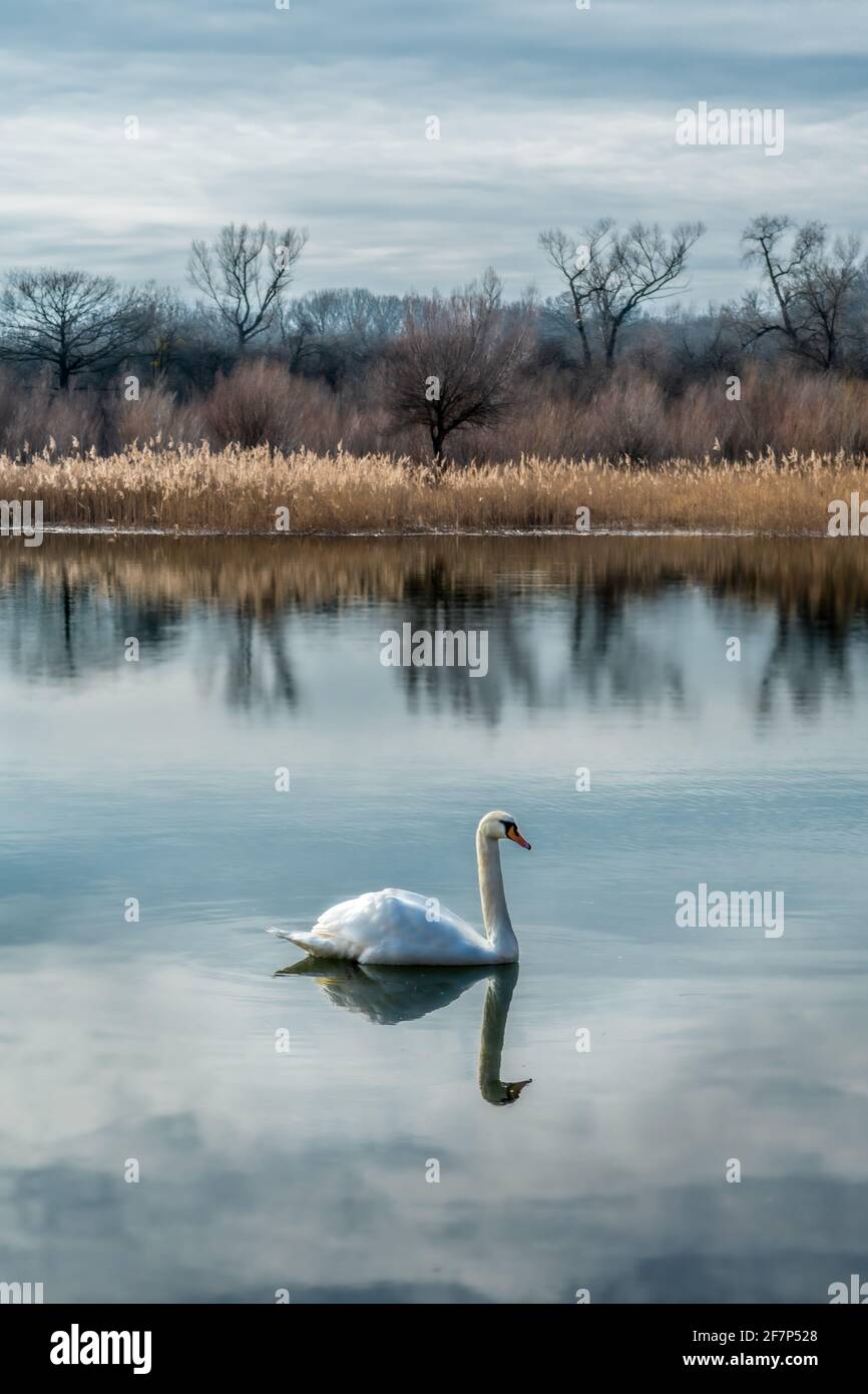 Scenic Landscape With Swan And Abandoned Meander In The National Park ...