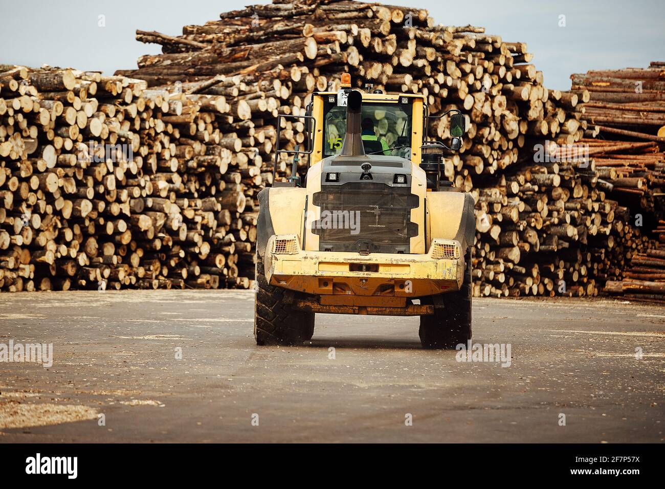 front loader for loading timber. an industrial tractor transports ...