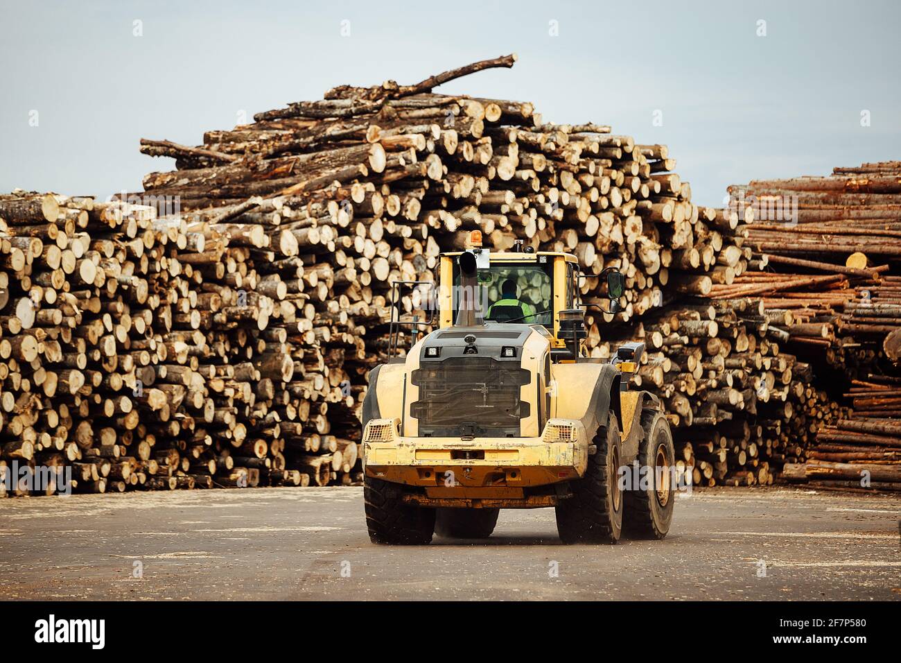 front loader for loading timber. an industrial tractor transports ...