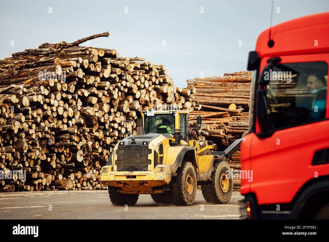 front loader for loading timber. an industrial tractor transports ...