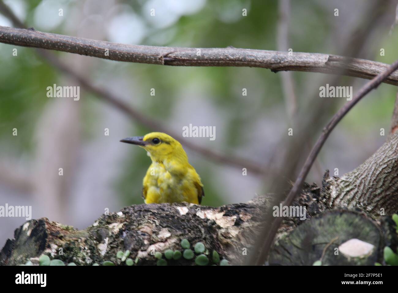 The beautiful Black-naped oriole perched on branch Stock Photo - Alamy