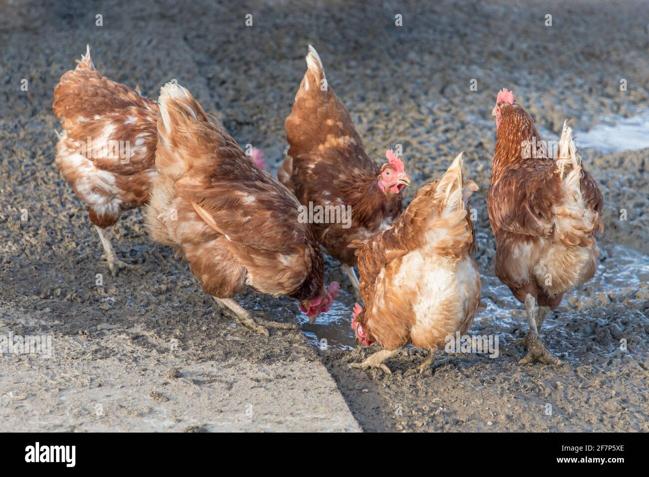 Brown chickens live outdoors at bio poultry farm dirt mud. Rural ...