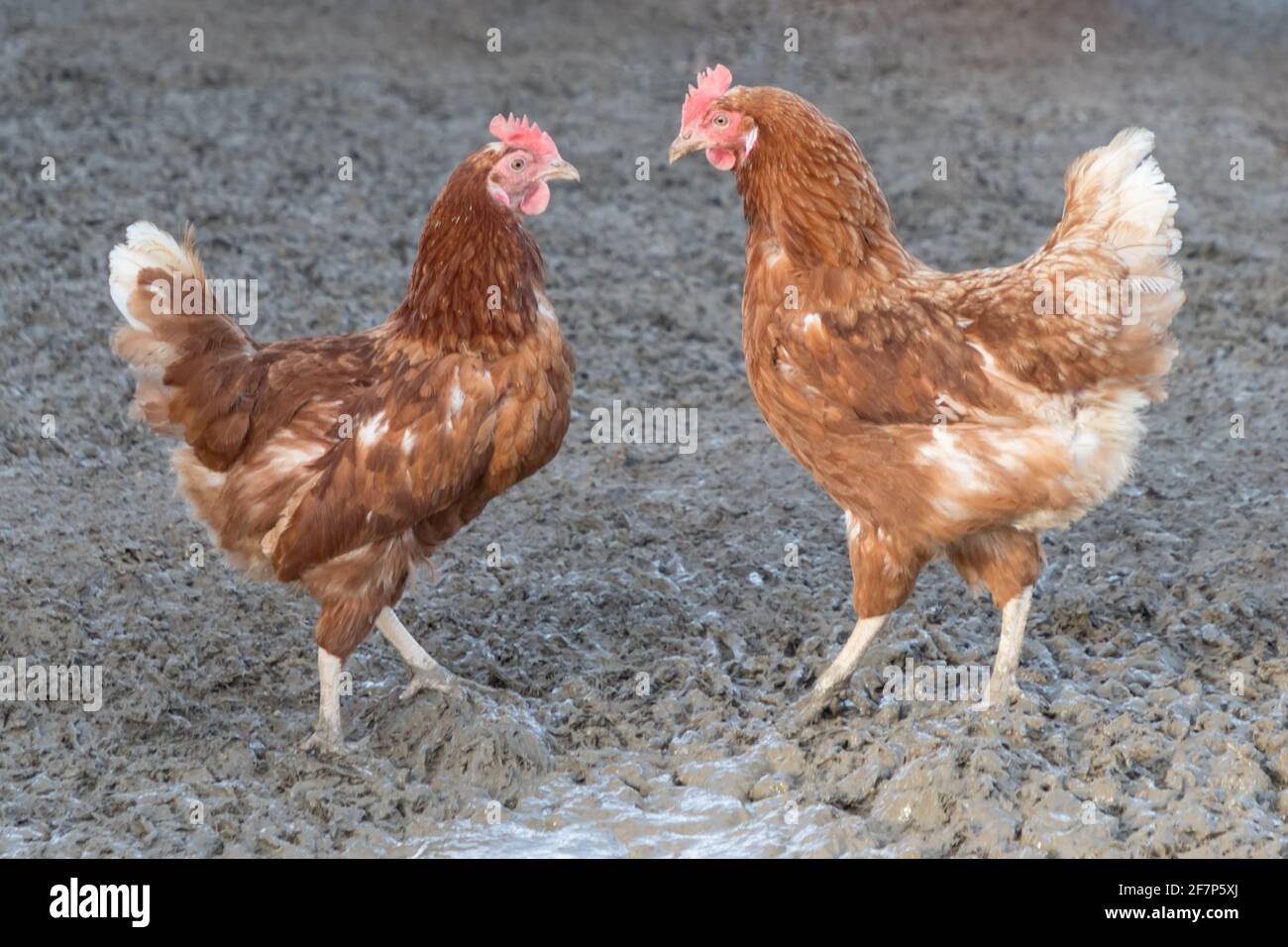 Poultry competition hi-res stock photography and images - Alamy