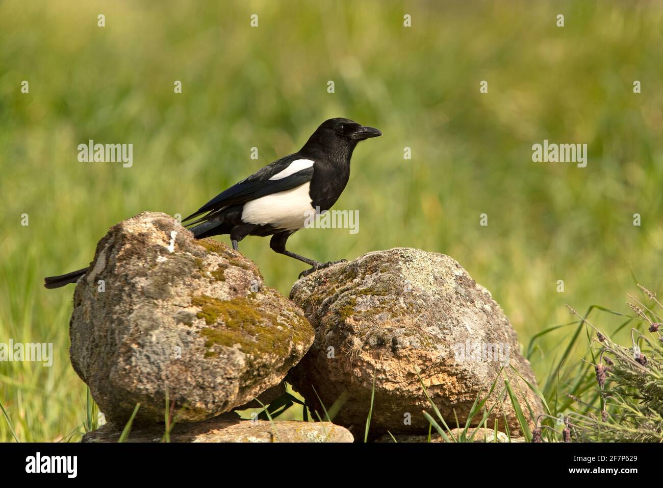 Common magpie at his favorite perch in the last evening lights Stock ...