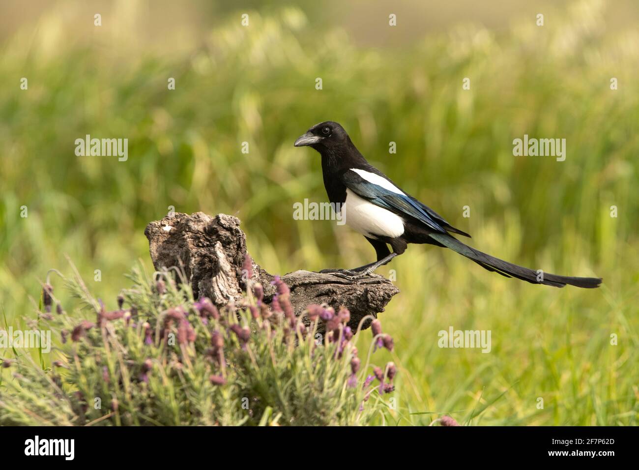 Raven and magpie at hi-res stock photography and images - Alamy