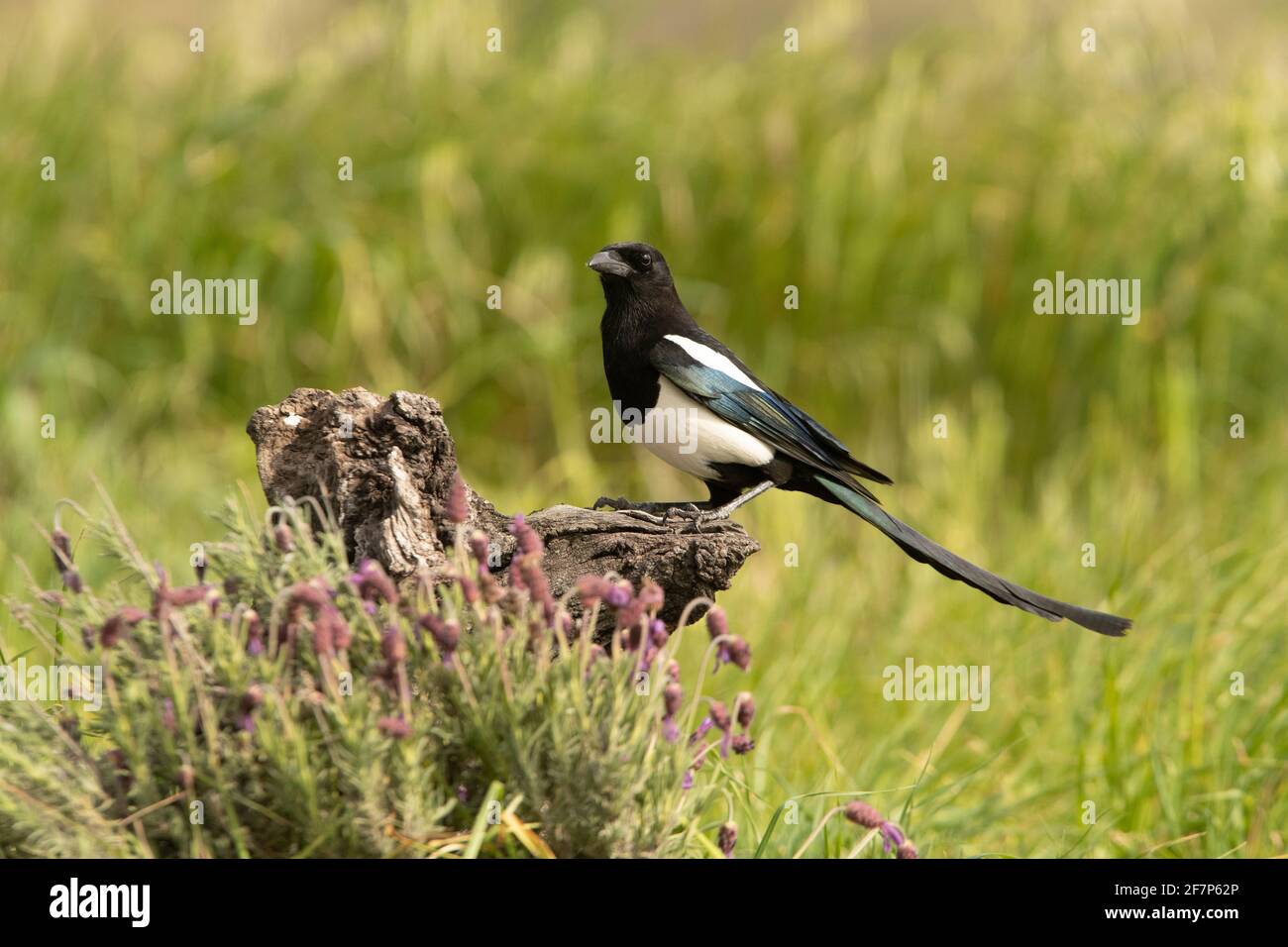 Common magpie at his favorite perch in the last evening lights Stock ...