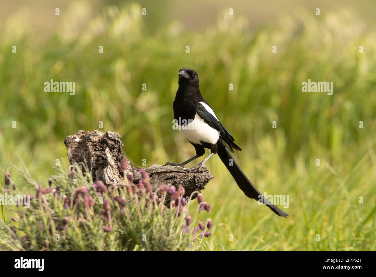 Common magpie at his favorite perch in the last evening lights Stock ...