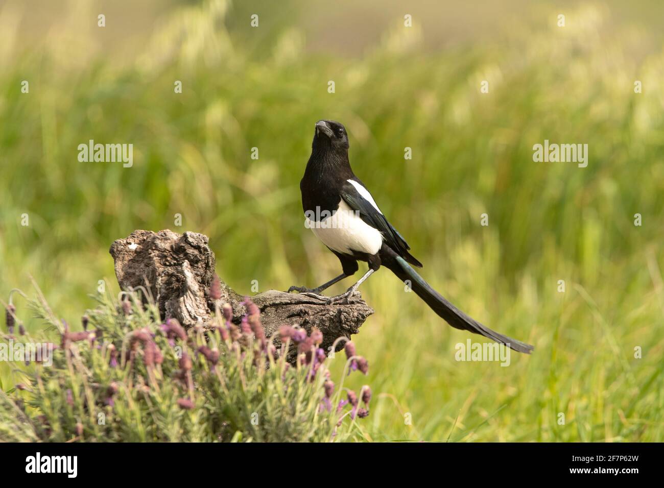 Common magpie at his favorite perch in the last evening lights Stock ...