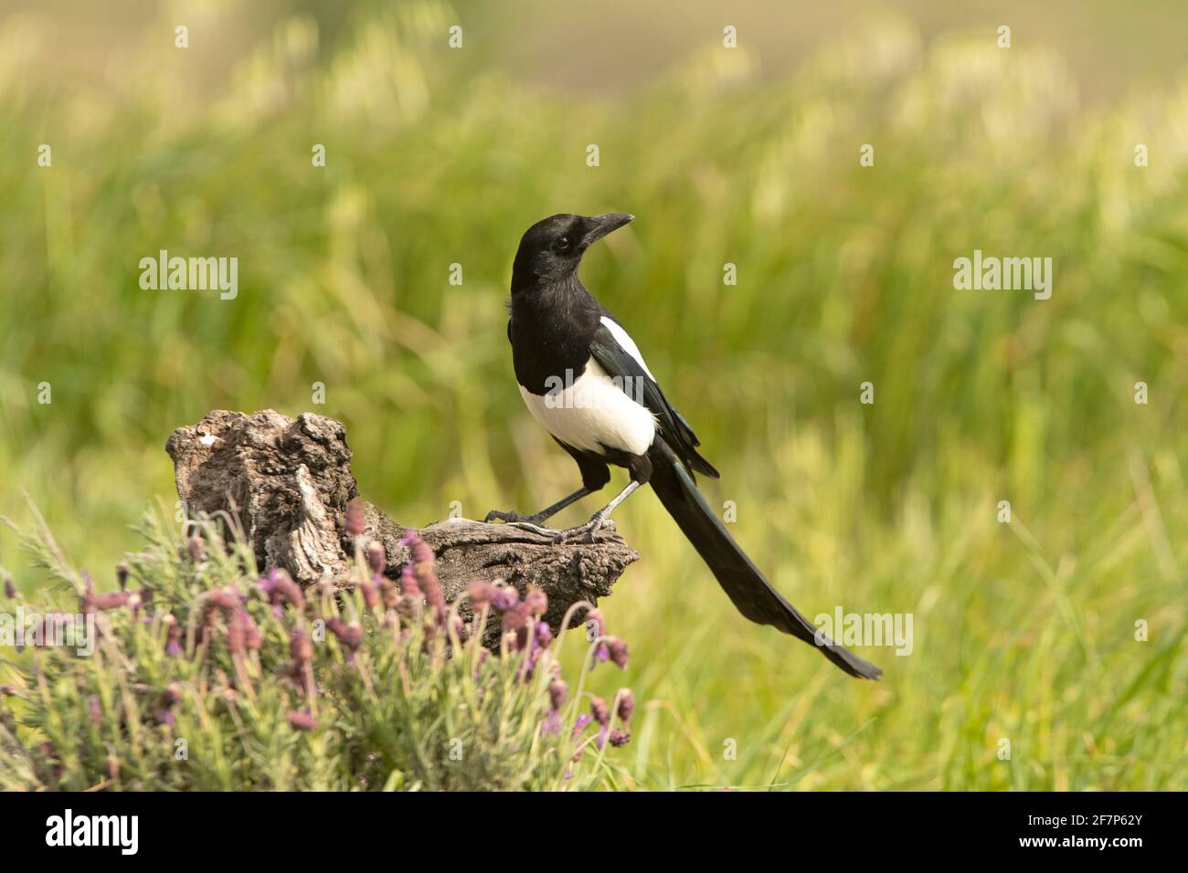Common magpie at his favorite perch in the last evening lights Stock ...