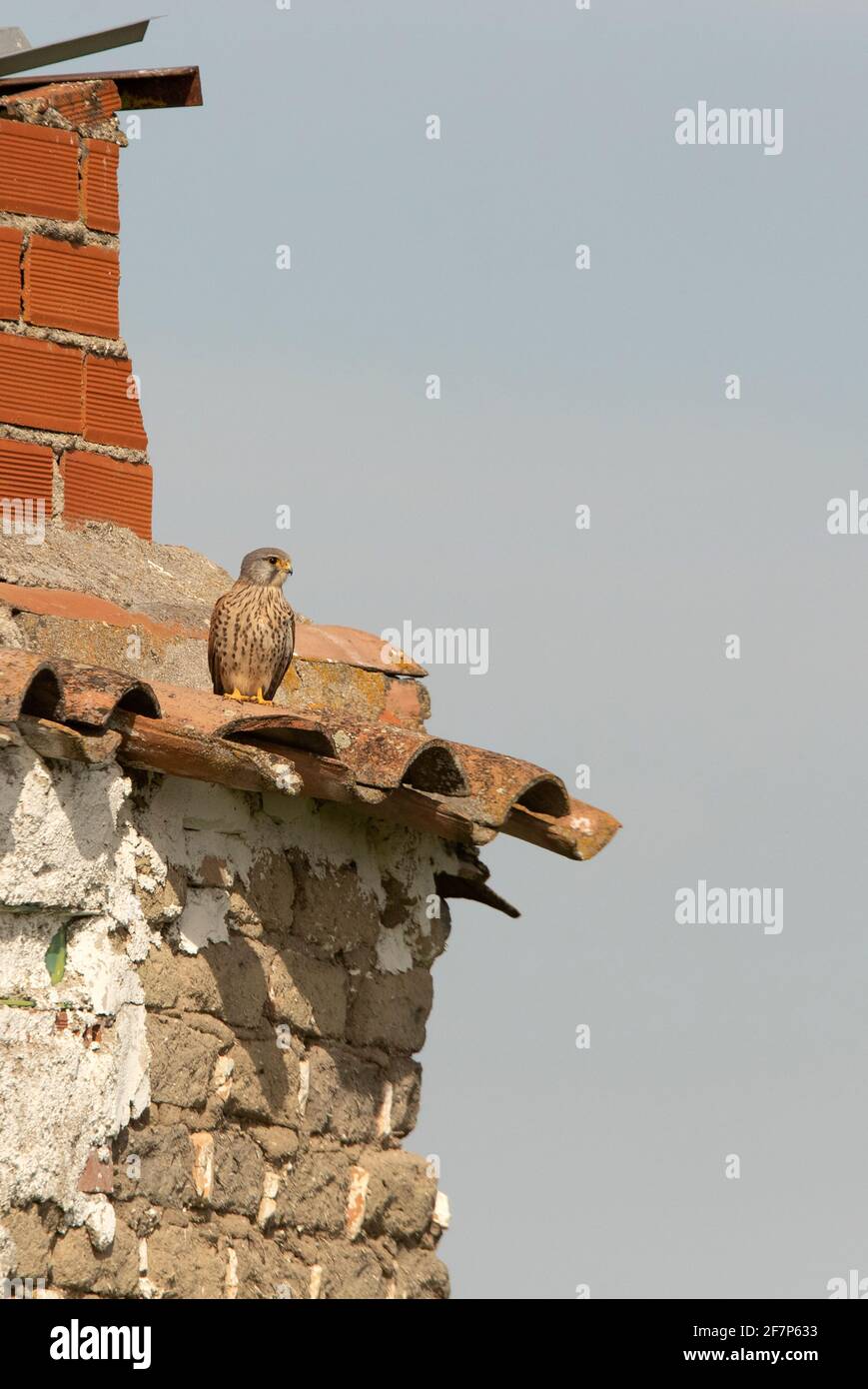 Male Common kestrel at his favorite perch in the late afternoon lights ...