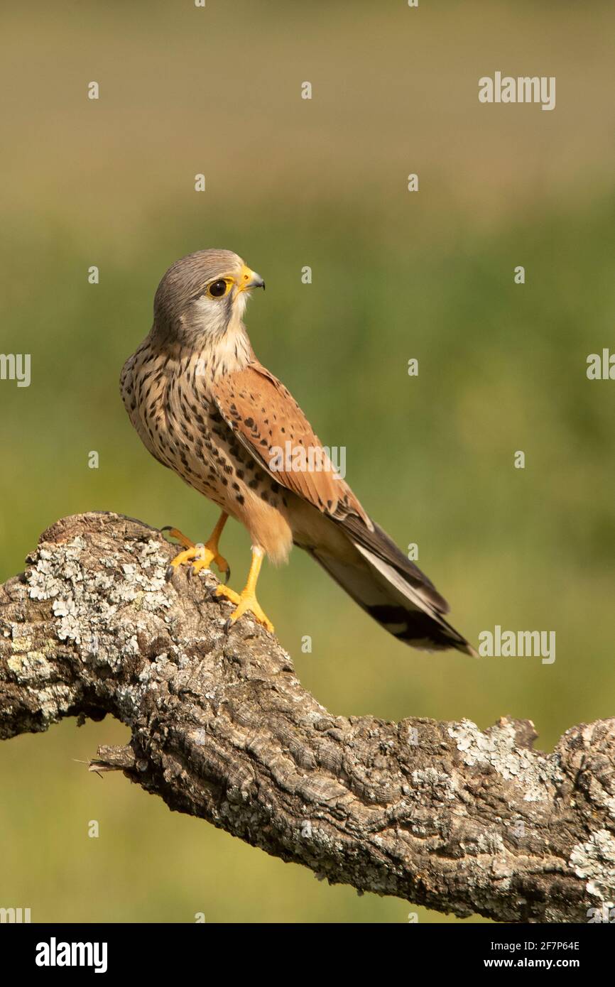 Male Common kestrel at his favorite perch in the late afternoon lights ...