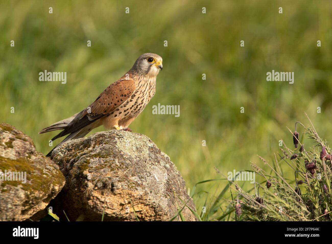 Male Common kestrel at his favorite perch in the late afternoon lights ...