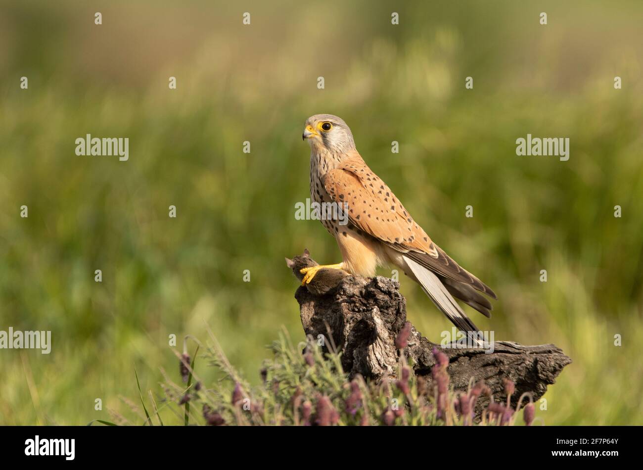 Male Common kestrel at his favorite perch in the late afternoon lights ...