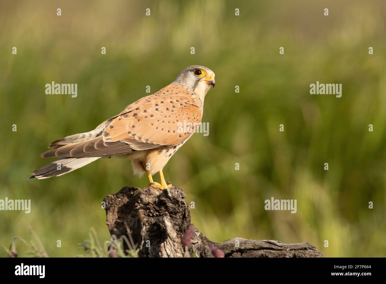 Male Common kestrel at his favorite perch in the late afternoon lights ...