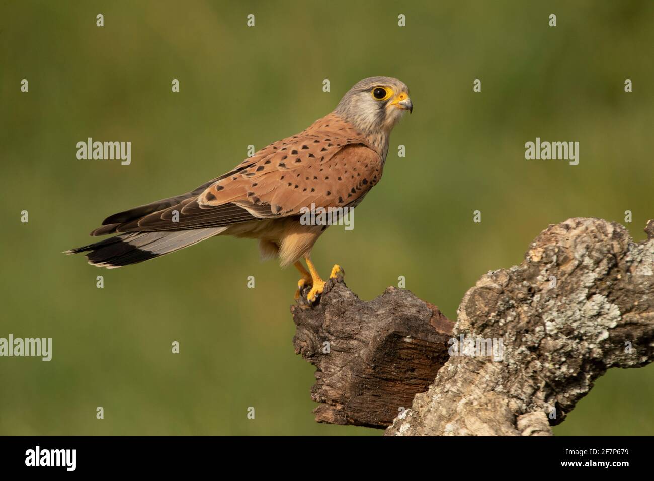 Male Common kestrel at his favorite perch in the late afternoon lights ...