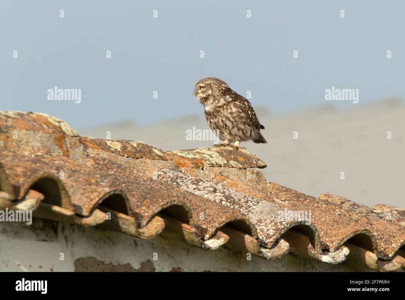 Little owl at its favorite perch with the last evening lights in its ...