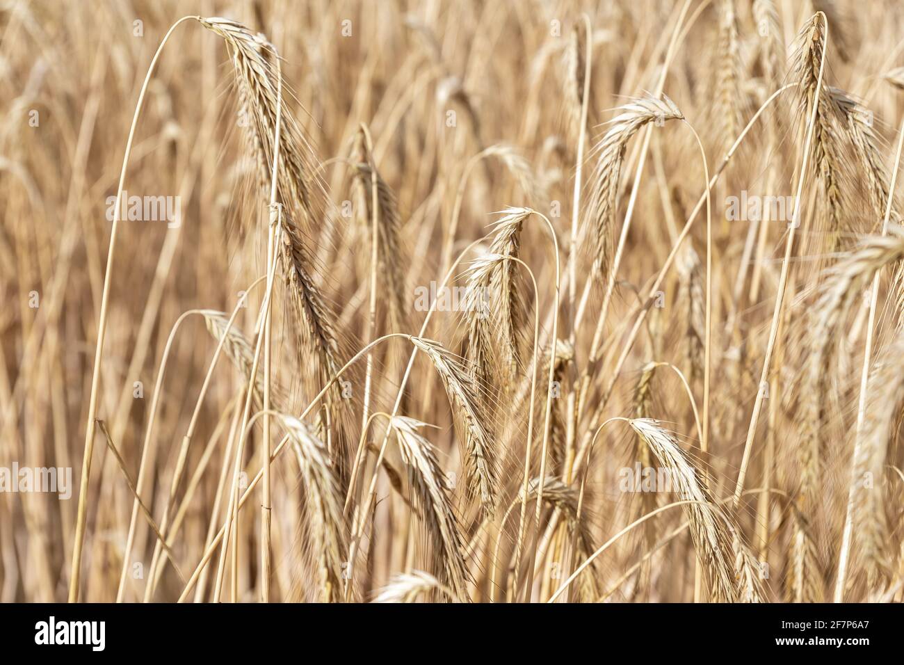 Close-up texture pattern view of ripe golden organic wheat stalk field ...