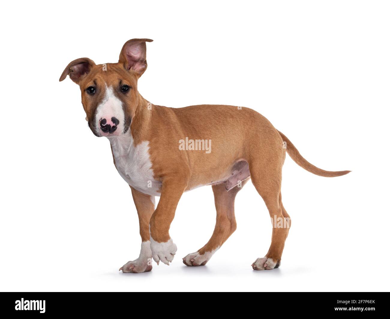 Side ways skull hi-res stock photography and images - Alamy