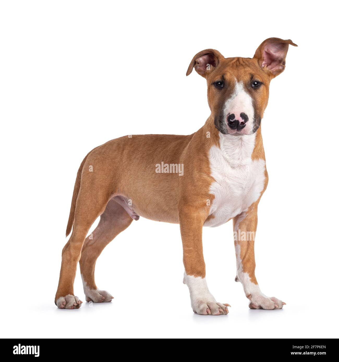 Side ways skull hi-res stock photography and images - Alamy