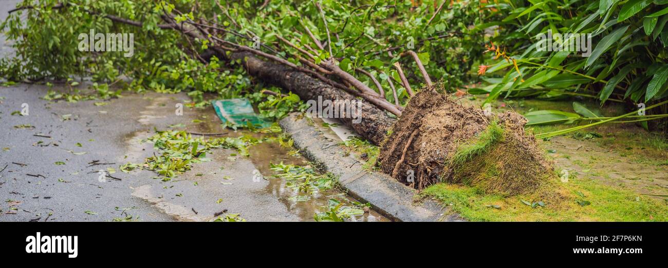 Trees damaged and uprooted after a violent storm. Trees have fallen in ...