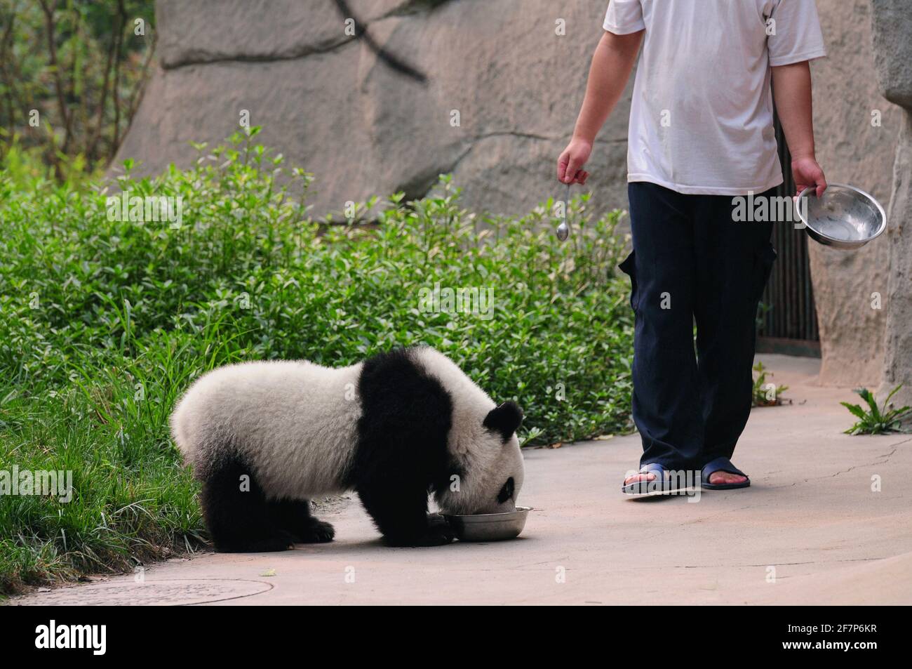 Feeding a panda bear Stock Photo - Alamy