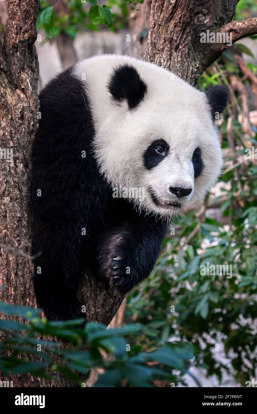 Giant panda bear in tree Stock Photo - Alamy