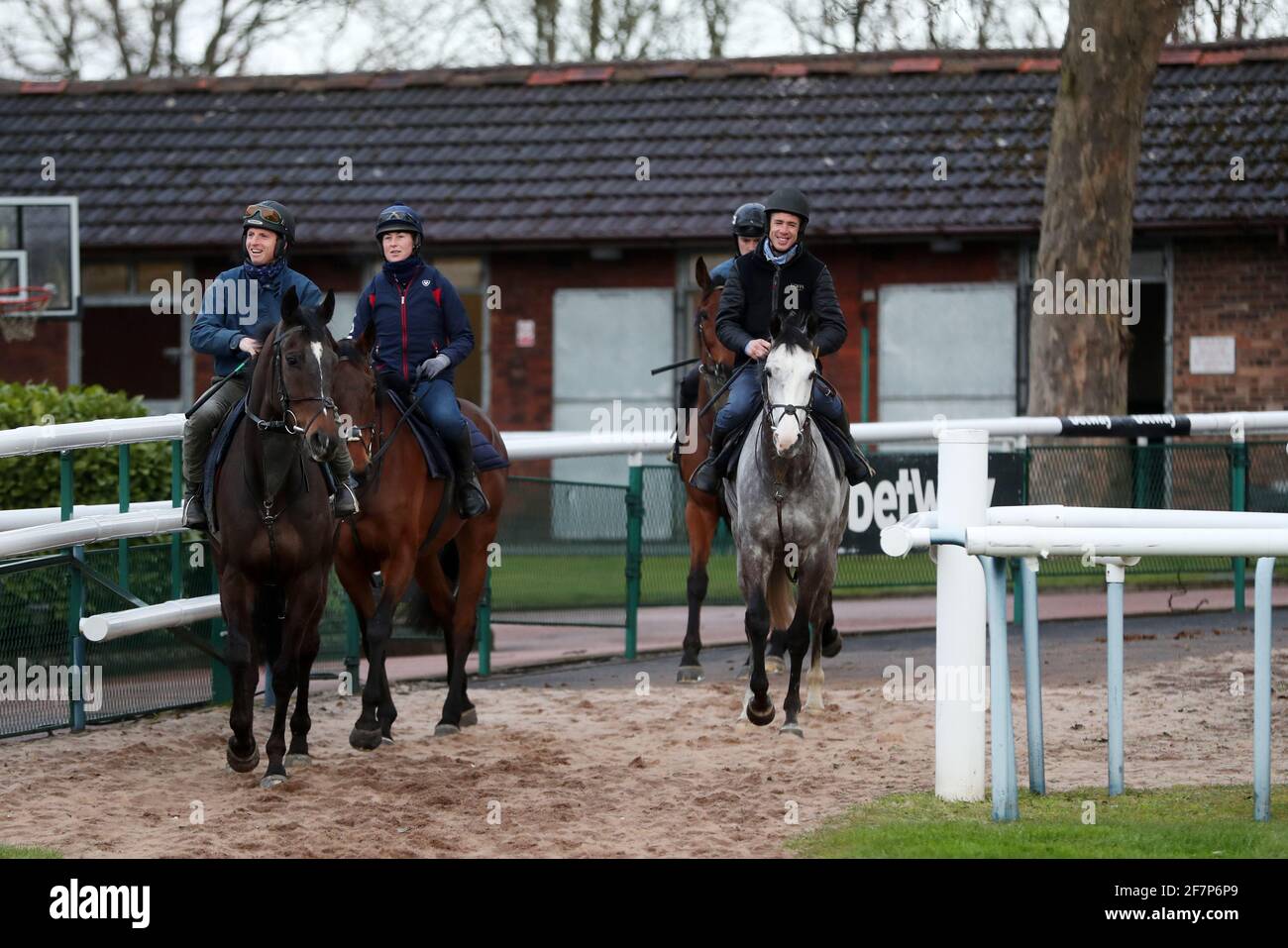 Horses walk out for the gallops at Haydock Racecourse ahead of Ladies ...
