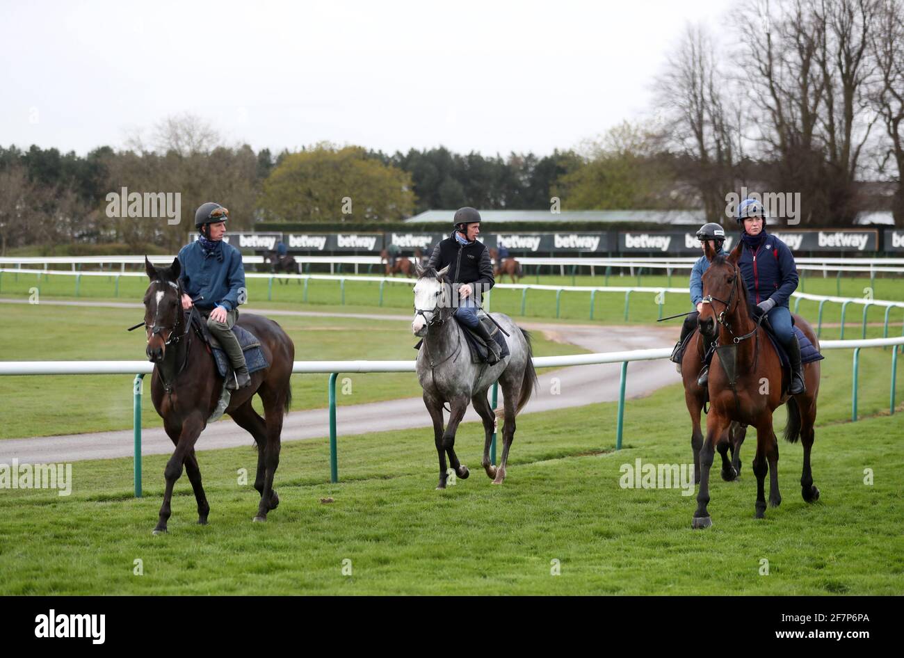 Horse from Noel Meade's stables on the gallops at Haydock Racecourse ...