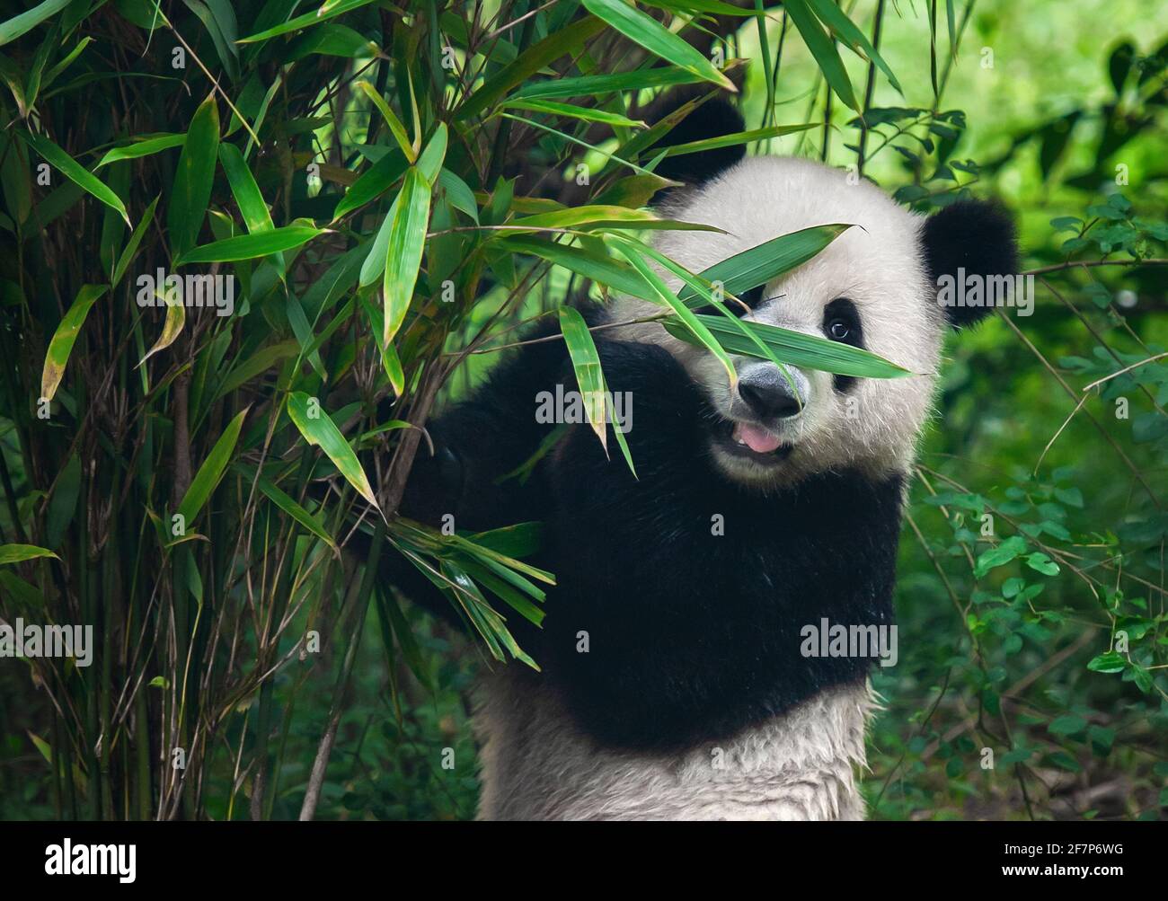 Panda bear eating bamboo Stock Photo - Alamy