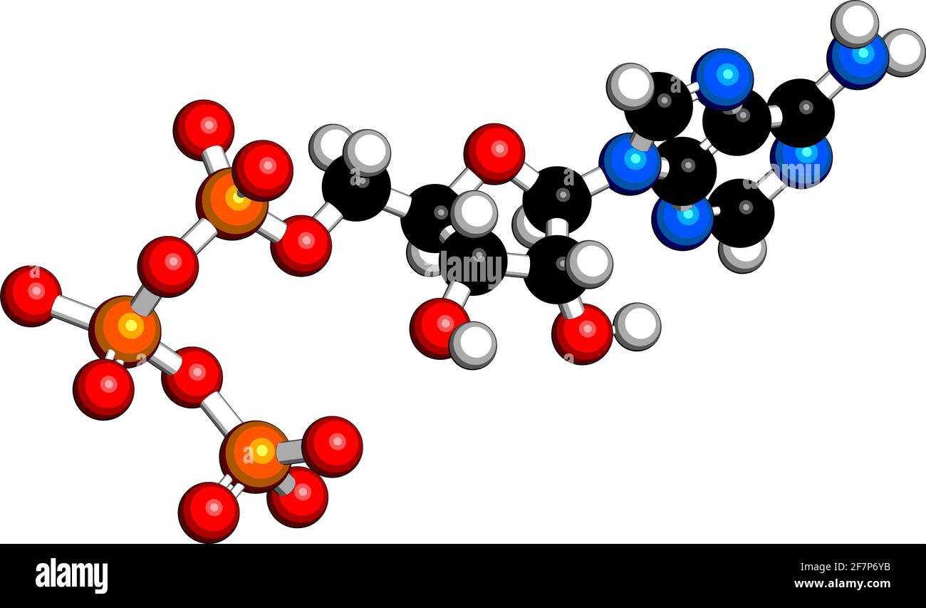Atp Molecule High Resolution Stock Photography and Images - Alamy