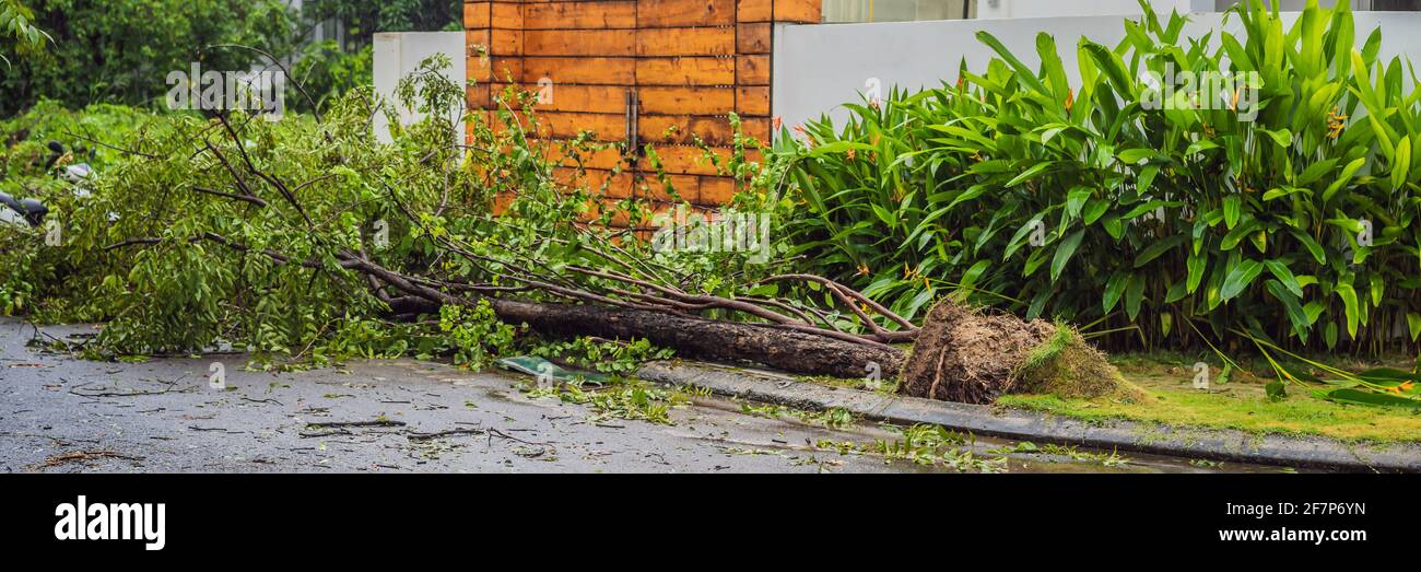 Trees damaged and uprooted after a violent storm. Trees have fallen in ...